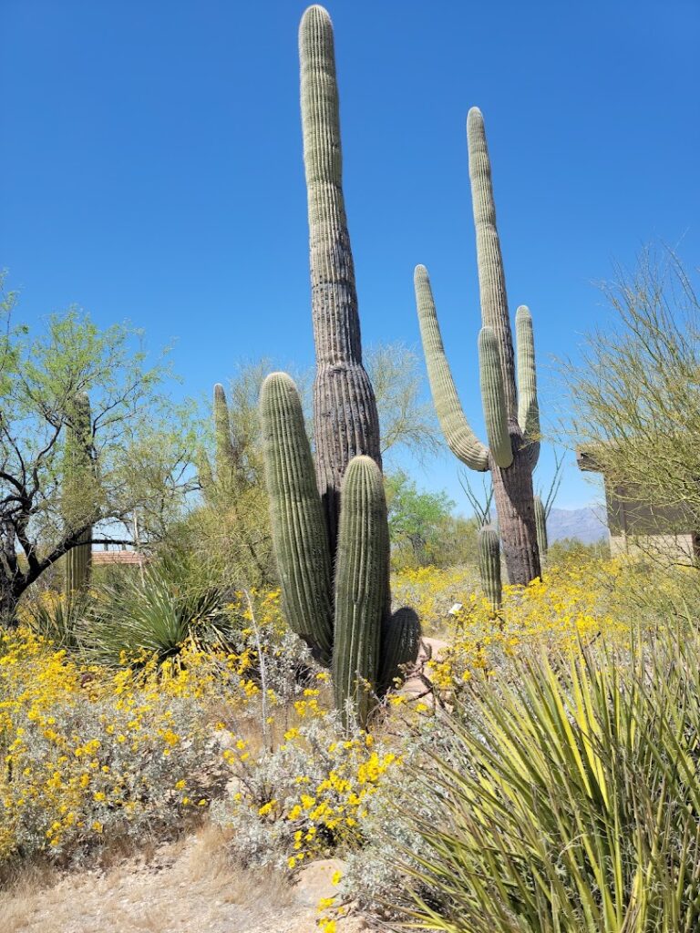 Explore 17 Unique Tucson Destinations